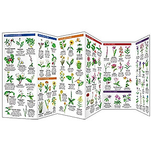 North Carolina Trees & Wildflowers: A Folding Pocket Guide to Familiar Plants (Nature Observation North America)