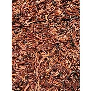 Generic Live RED WIGGLERS Compost Worms, COMPOSTING Bins (120)