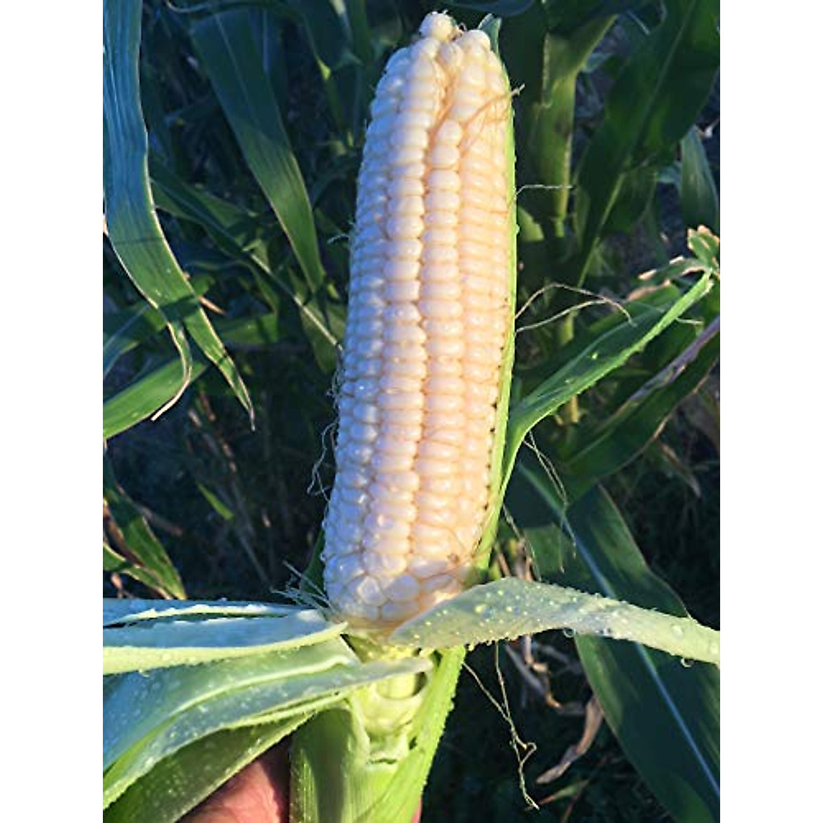 "Silver Queen" Corn Seeds for Planting, 50+ Heirloom Seeds Per Packet, (Isla's Garden Seeds), Non GMO Seeds, Botanical Name: Zea mays