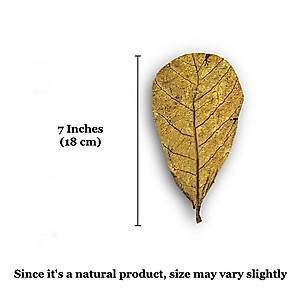 SunGrow 10 Pack Large Hermit Crab Catappa Indian Almond Leaves, 7-9 inches Long, Dried Leaves for Added Humidity, Delicious Crab Treat and Source of Cellulose