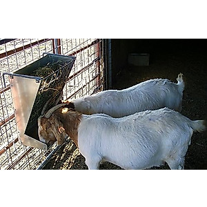 Little Giant Classic Heavy Duty Metal 2 in 1 Goat and Sheep Hay Feeder with Hook Over Design Mounts for Farm Animal and Livestock Feeding