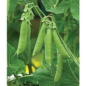 Burpee Sugar Snap Pea Seeds 300 seeds