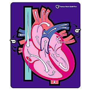 American Educational Human Heart Walk-Thru Mat, 60" Length x 50" Width