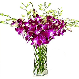 Fresh Cut Flowers -Dendrobium Purple Orchids with Vase Gift for Birthday, Sympathy, Anniversary, Get Well, Thank You, Valentine, Mother’s Day Flowers and Easter