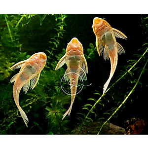 Swimming Creatures 2 Albino Pleco Shortfin (L144 Hypancistrus sp. 3-5cm) - Live Aquarium Fish