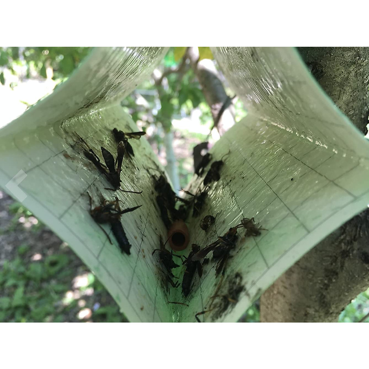 VivaTrap VT-105 Peach Tree Borer + Clearwing Moth Trap & Lure (2 Pack, 8 Week)