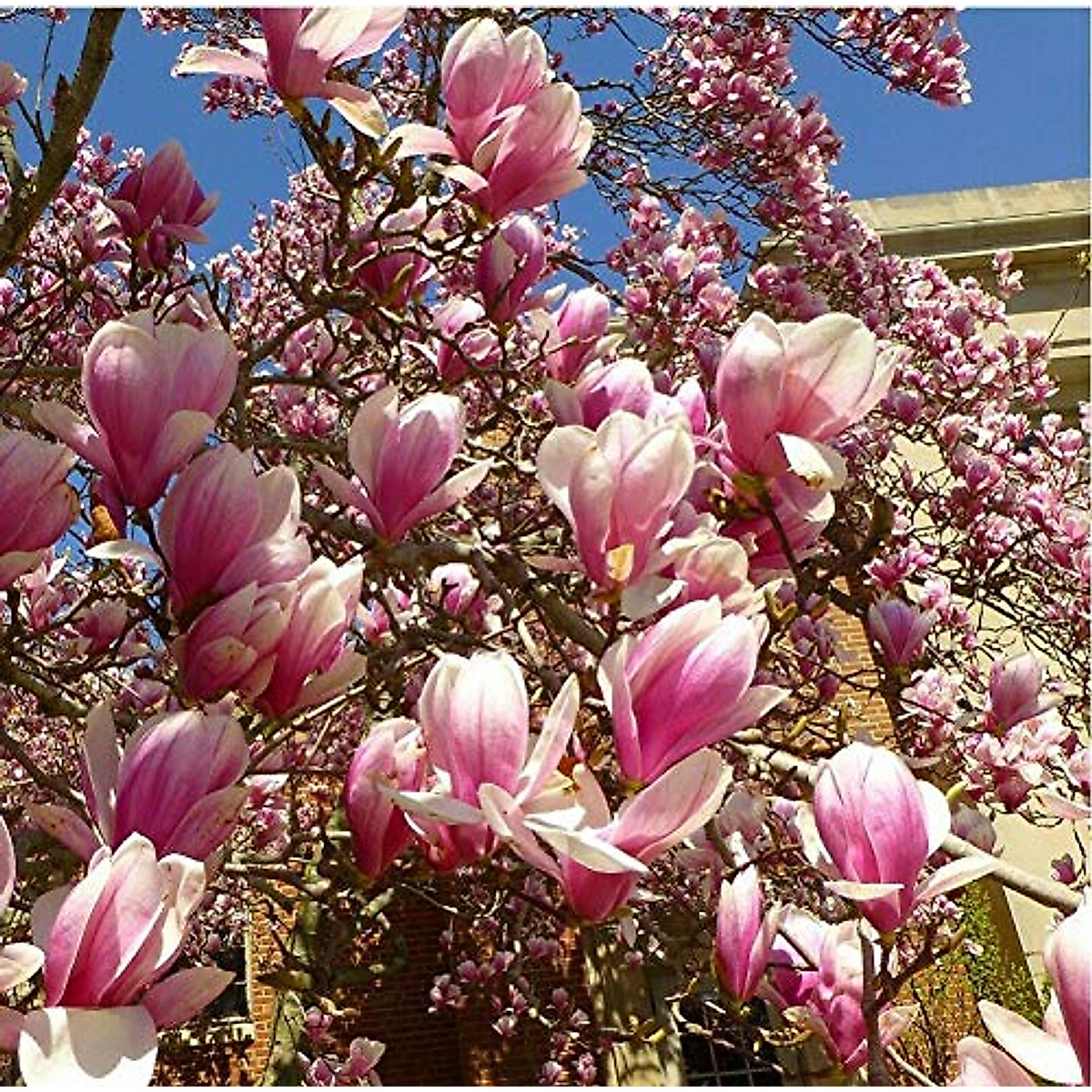 10+ Mixed Magnolia Flower Seeds Fragrant Tree Perennial Ornamental Plant Garden