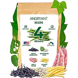 Bean Seeds 4 Variety Pack - Non GMO, Heirloom Seeds for Planting Indoor, Outdoor, and Hydroponic Vegetable Garden - 100% USA Grown - Including Royal Burgundy, Henderson Lima, Shell Pinto, Golden Wax