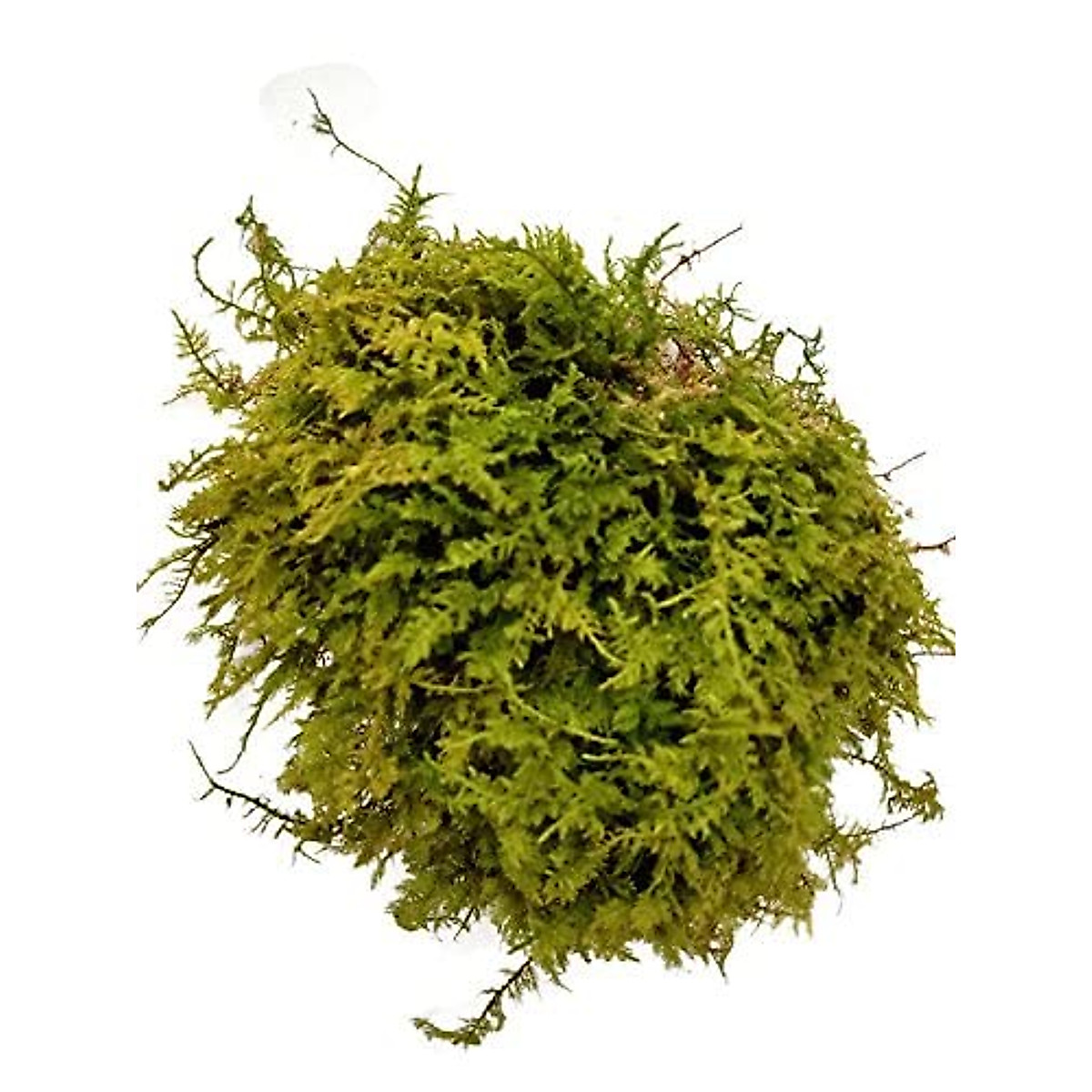 Tin Roof Treasure Live Terrarium Moss Assortment