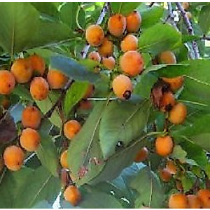 Date Plum Persimmon Fruit Tree, 30+ Tree Seeds, Exotic & Rare, 80% Germination, (Isla's Garden Seeds), Non GMO & Heirloom Seeds, Scientific Name: Diospyros Lotus