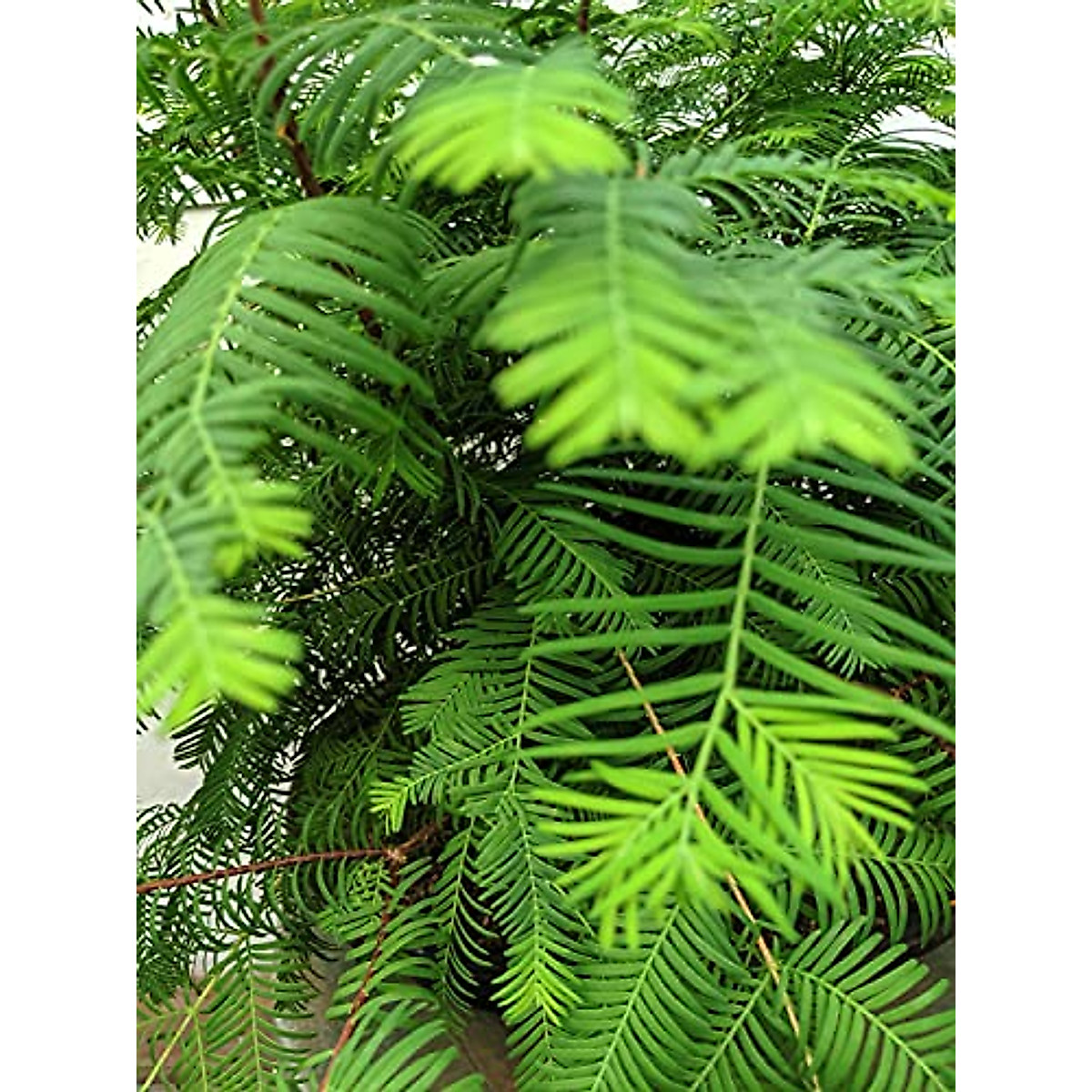 Redwood Forest Specimen Bonsai Tree