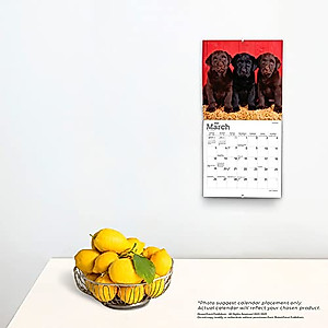 Lab Puppies | 2023 7 x 14 Inch Monthly Mini Wall Calendar | BrownTrout | Animals Dog Breeds Puppy DogDays