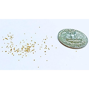 Micro Landscape Design Lithops 25 Seeds with High Germination Freshly Harvest with Mini Live Lithops and Germination Kit (Lithops Seed Mix + Mini Plant + Kit)