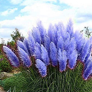CHUXAY GARDEN Blue Pampas Grass-Cortaderia Selloana 100 Seeds Fast Growing Ornamental Grass for Landscaping or Decoration Decor Tall Privacy Plant
