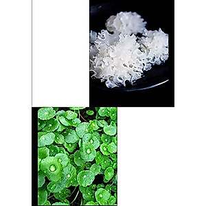 nvyue Mushroom Head Air Cushion CC Cream Natural Mushroom Head Foundation,Moisturizing BB Cream Makeup Long Lasting Matte Concealer Even Skin Tone Makeup Base Prime(Natural)