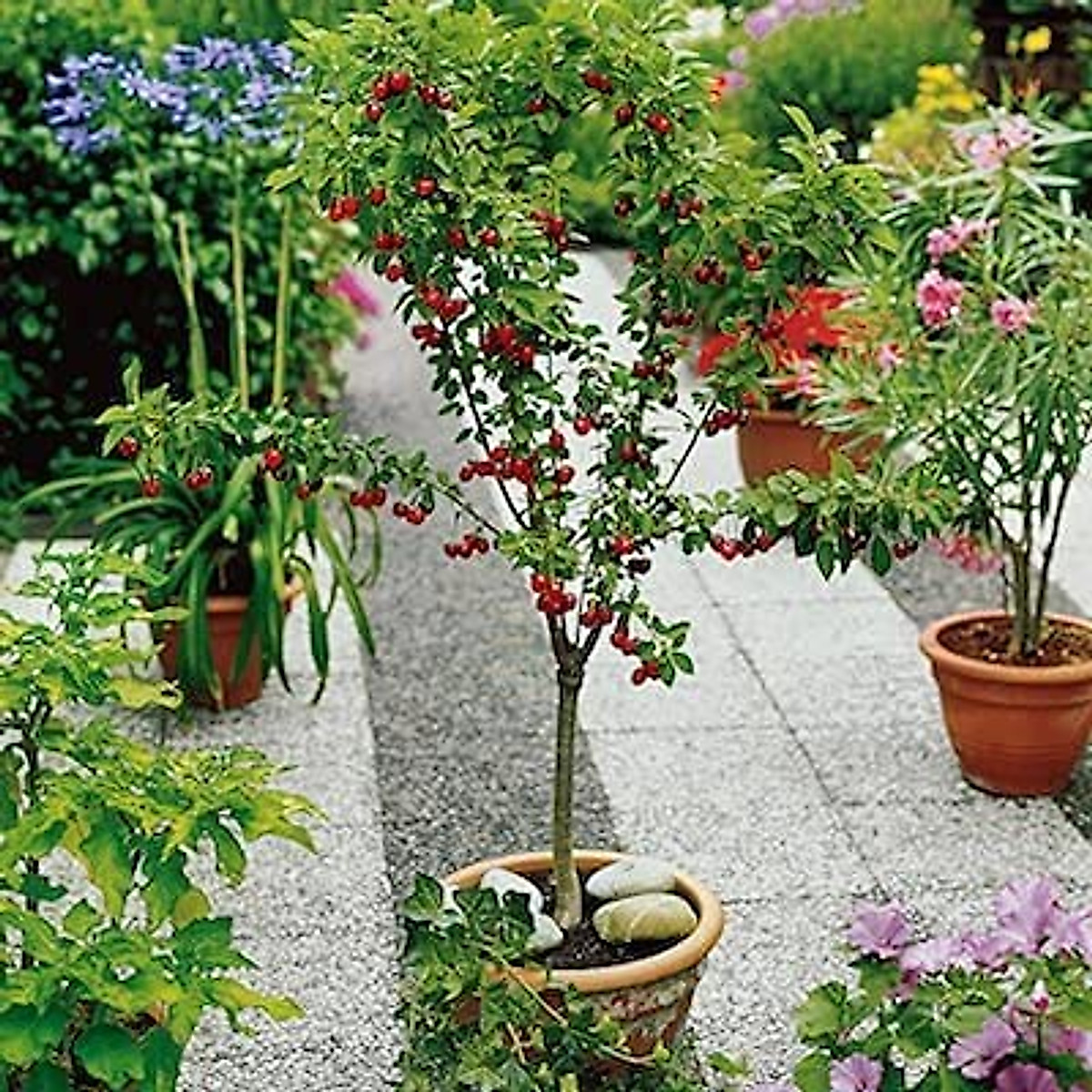 25 Bonsai Dwarf Cherry Tree Seeds | Indoor or Outdoor Fruit Tree | Made in USA, Ships from Iowa
