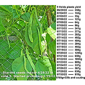Special! Pole Bean Seeds for Planting Vegetables and Fruits-Chinese Green Bean Seeds 扁豆芸豆.French/Romano Pole Beans.Non GMO Garden Seeds for Home Vegetable Garden-30ct Helda Bean,15g
