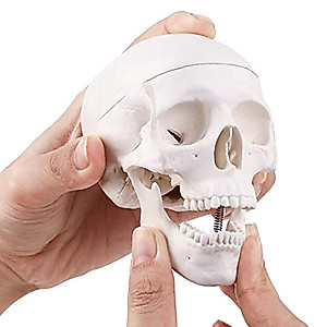 SKUMOD Mini Human Medical Skull Model, Removable Skull Cap & Full Set of Teeth Perfect for Teaching & Learning(Palm-Sized Skull)
