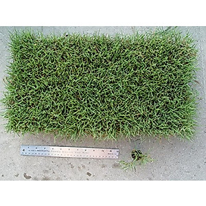 UC Verde Buffalograss Plugs