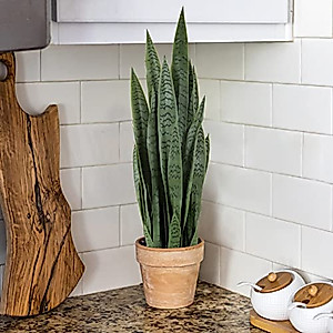 Worth Garden 3ft Artificial Snake Plant Fake Sansevieria Indoor Outdoor, 28 Thick Leaves Lifelike Faux Silk Plant, Home Decor Mother in Law Tongue Plant 35in, Black Pot & 20g Dry Moss Included, Green