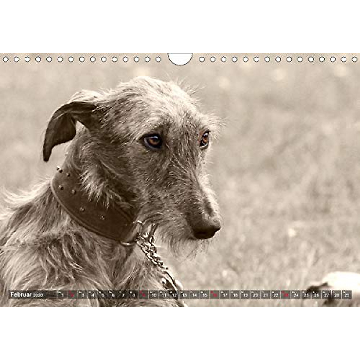 Windhunde eye-catcher (Wandkalender 2020 DIN A4 quer): Sepia-colorierte Fotos vom Galgo Español (Monatskalender, 14 Seiten )
