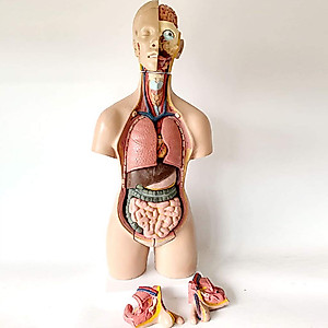 KINOFU Teaching Model, Human Torso Body Model 55Cm Anatomy Anatomical Medical Internal Organs Trunk Human Internal Body Model for Teaching Anatomy Biology Teaching Aids