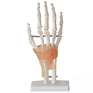 GagalU Hand Joint Model, Human Hand Joint Anatomical Skeleton with Skin Model Life Size, Teaching Supplies Doctors Office Educational Tool for School,Education