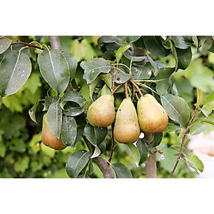 European Pear Tree Pyrus Communis Fruit Seeds - White Flowers / Green Fruit rasa1ca (25 Seeds)