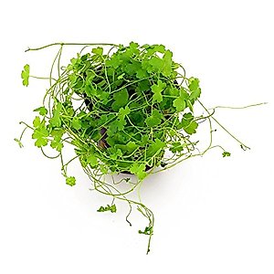 500 Premium Organic Centella Asiatica - Rau Ma - Pennywort - Gotu Kola - Seeds by Happy Seeds & Garden