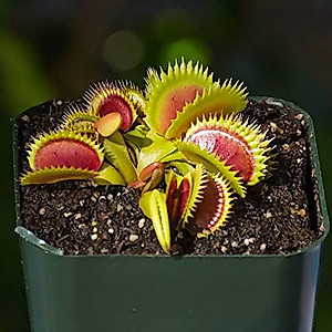 Carnivorous Plant Soil Mix, 1 QT Small Size Bag for Repotting, All Natural Ingredients Great for Venus, Sundews, and Pitcher Plants