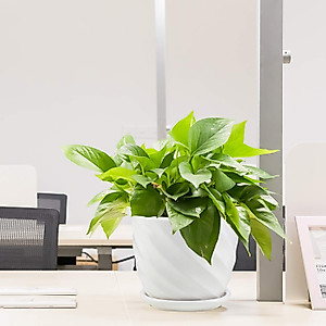 sietpoek Plant Pots - 4.7 Inch Cylinder Ceramic Planters with Connected Saucer, Pots for Succuelnt and Little Snake Plants, Set of 4, White