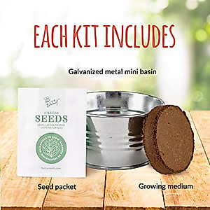 BUZZY Mini Basin Seed Grow Kit | Polka Dot Plant | Painted Garden Collection | Best Gardening Gifts, Favors, Weddings, Parties, Events, Modern, Trendy, Unique, and Fun | Growth Guaranteed