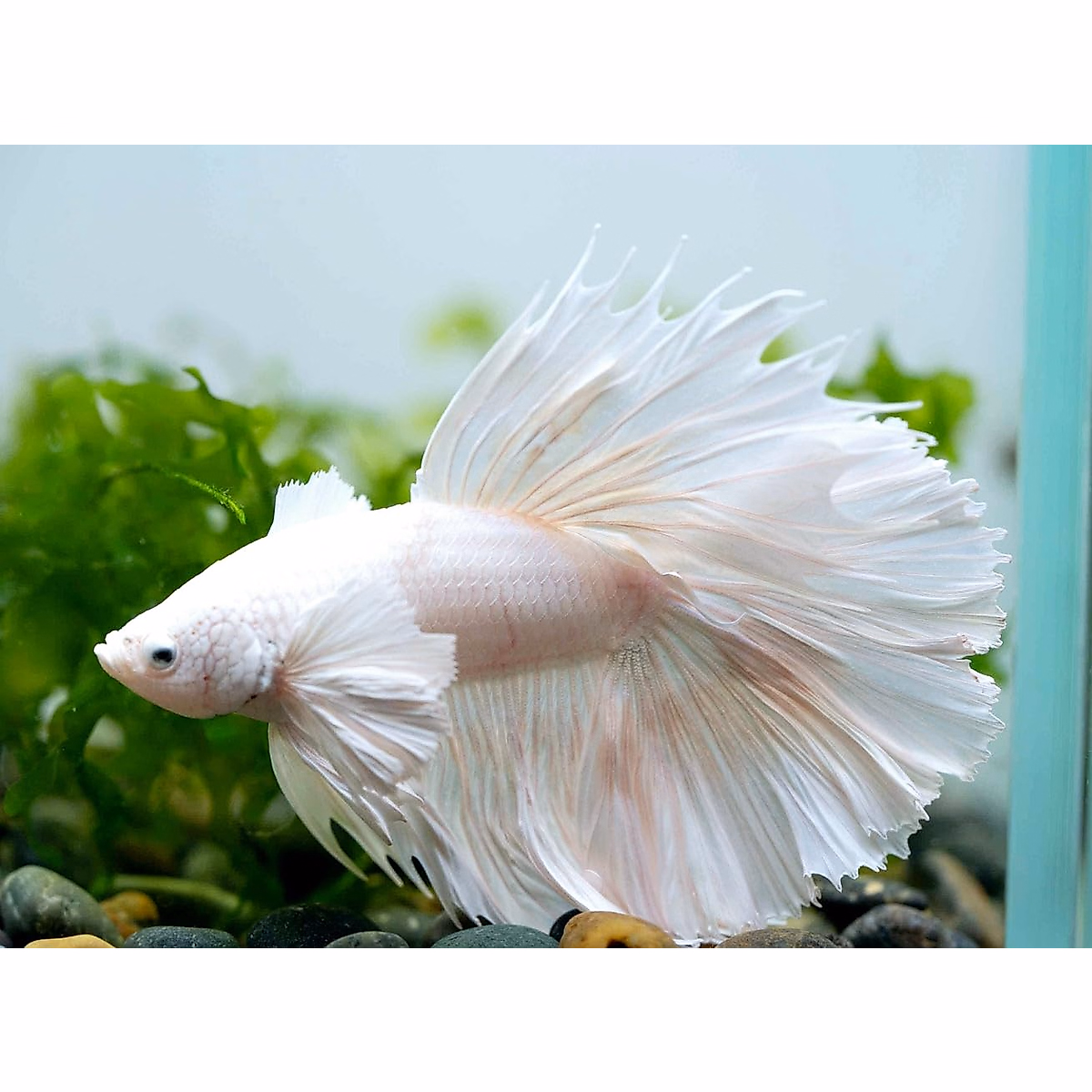 Bettafishusa - 1 Live Male Betta Fish White Dumbo Big Ears Halfmoon Colors Aquarium Fish