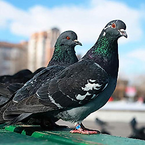 Weewooday 300 Pieces 8 mm Pigeon Leg Bands Ring Bird Quail Chicken Plastic Multi Color Foot Bands Clip on Leg Rings for Chicks Bantam Finch Dove Lovebird Small Poultry