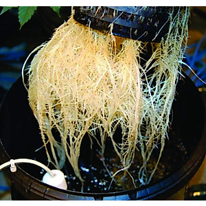 The Atwater HydroPod - Standard A/C Powered DWC Deep Water Culture/Recirculating Drip Hydroponic Garden System Kit - Bubble Bucket - Bubbleponics - Grow Your Own! Start Today! (Nutrients Not Included)