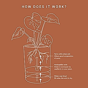 6 inch Self Watering Terracotta Pot with hydrophilic Wick and White Glazed Water Saucer for Indoor Plants, Clay Planter for Orchid, Herbs, and Flowers, Decorative Kitchen Windowsill, home decor