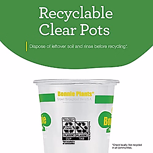 Bonnie PLANTS Husky Cherry Red Tomato Live Vegetable Plants - 4 Pack, Non-GMO, Bite Sized, Disease Resistant