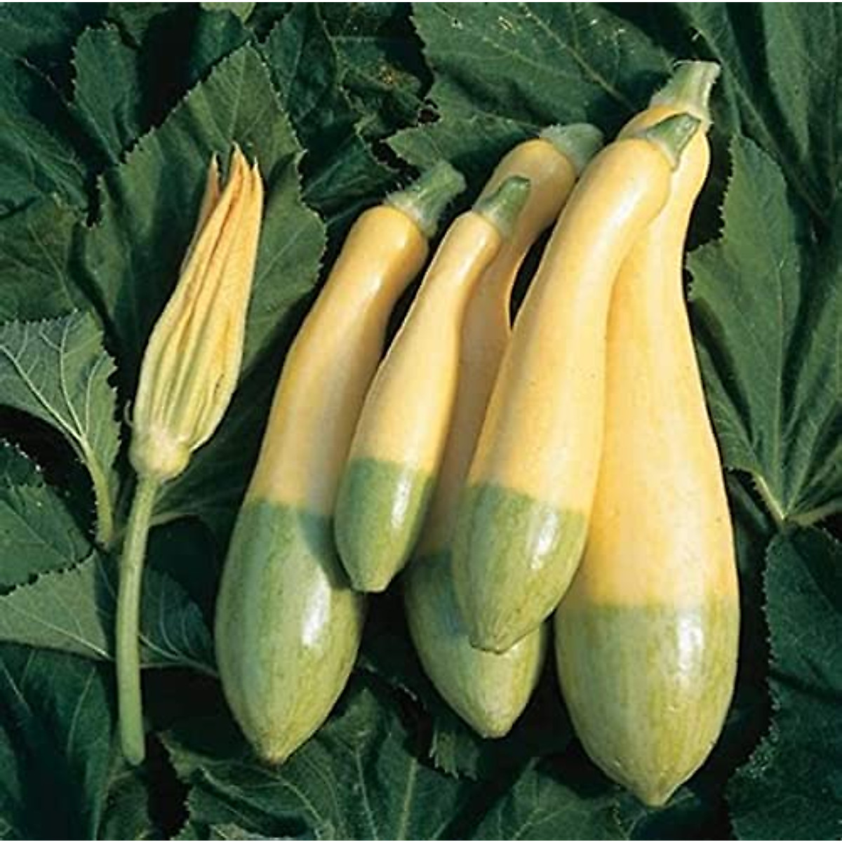David's Garden Seeds Squash Summer Zephyr FBA-00024 (Multi) 25 Non-GMO, Hybrid Seeds