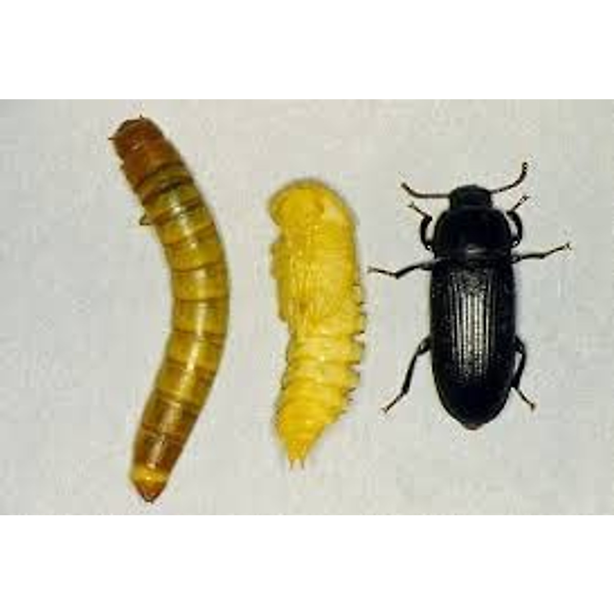 The Mad Jungle TM 100 Live Large 2 Inch Superworms Live Arrival Guaranteed