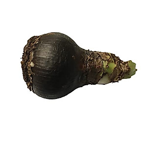 5 Red Lion Amaryllis Bulbs. Special Holiday Bulk Pricing! Wonderful to Gift As-is to Your Friends, or Jazz These Bulbs up Yourself with Clever Packaging to Put Your Own Style Into Your Gift!