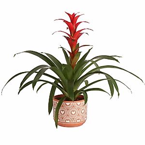 Costa Farms Bromeliad, Flowering Live Indoor Plant in Modern Flower Pot, Houseplant with Flowers in Potting Soil, Grower's Choice, New House Gift, Home or Room Decor, 20-Inches Tall