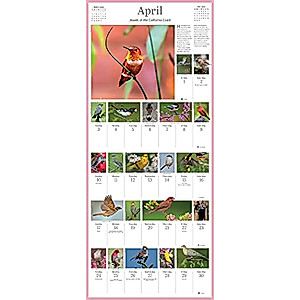 Audubon Songbirds and Other Backyard Birds Picture-A-Day Wall Calendar 2022: Your Daily Sighting of Songsters that Bring Color, Joy, and Sweet Melodies.