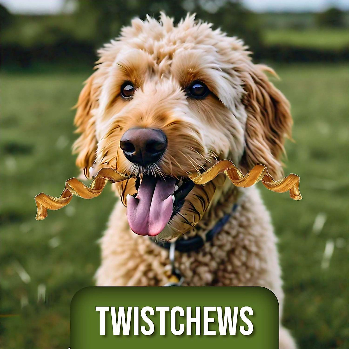 FURFUEL Spiral Bully Sticks - Premium Single-Ingredient Chew for Dogs - Made from Beef Pizzle - Bully Stick Springs for Dogs are Low Odor & Healthy (6 Pack)