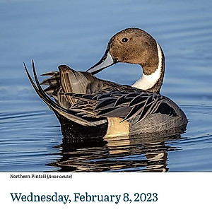 Audubon Birds Page-A-Day Calendar 2023: The World's Favorite Bird Calendar