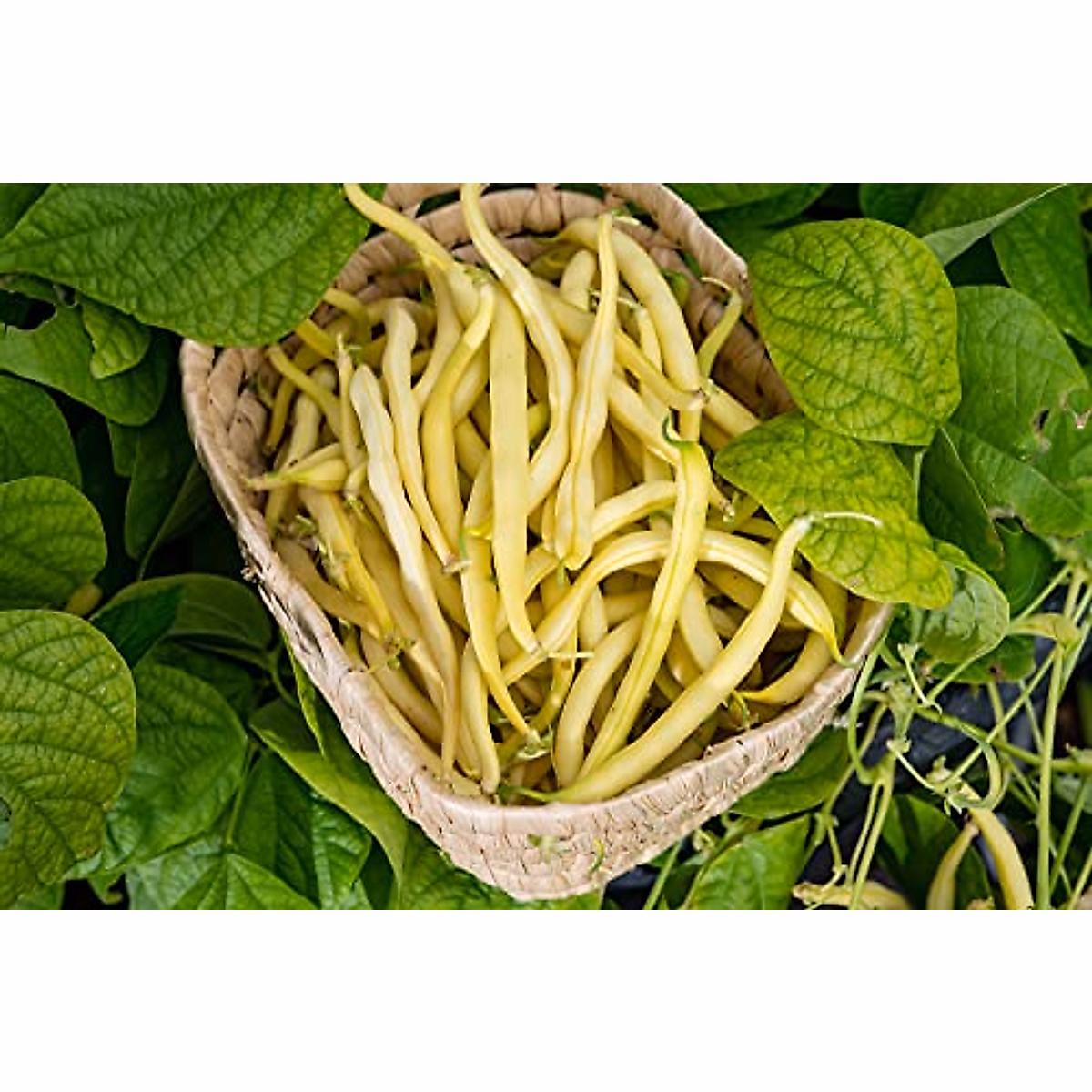 Cherokee Wax Bush Bean Seeds for Planting, 50+ Heirloom Seeds Per Packet, (Isla's Garden Seeds), Non GMO Seeds, Botanical Name: Phaseolus vulgaris, Great Home Garden Gift