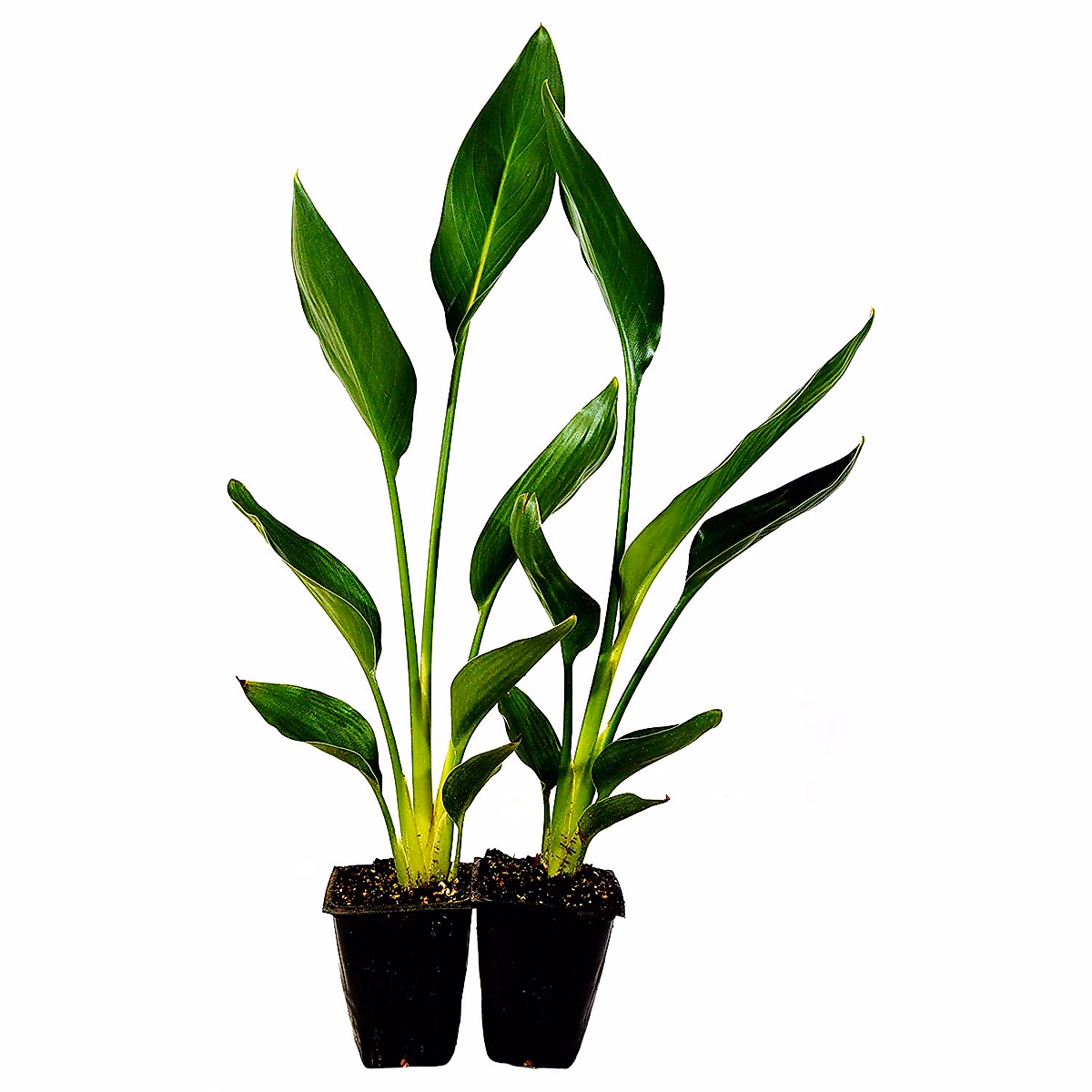 9GreenBox - Orange Bird of Paradise - 2 Pack