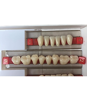 SDent® 2 Boxes 2 Layers Super Hard Synthetic Resin Teeth Multi-Layer Acrylic Composite False Teeth Denture Polymer Polymerial Materials & Full Set & A3 & 84PCS More Options on Size Name Chart