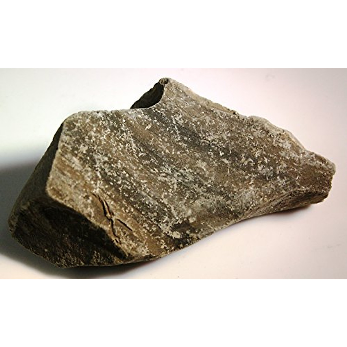 Brown Oil Shale Sedimentary Rock - 2 Raw Pieces