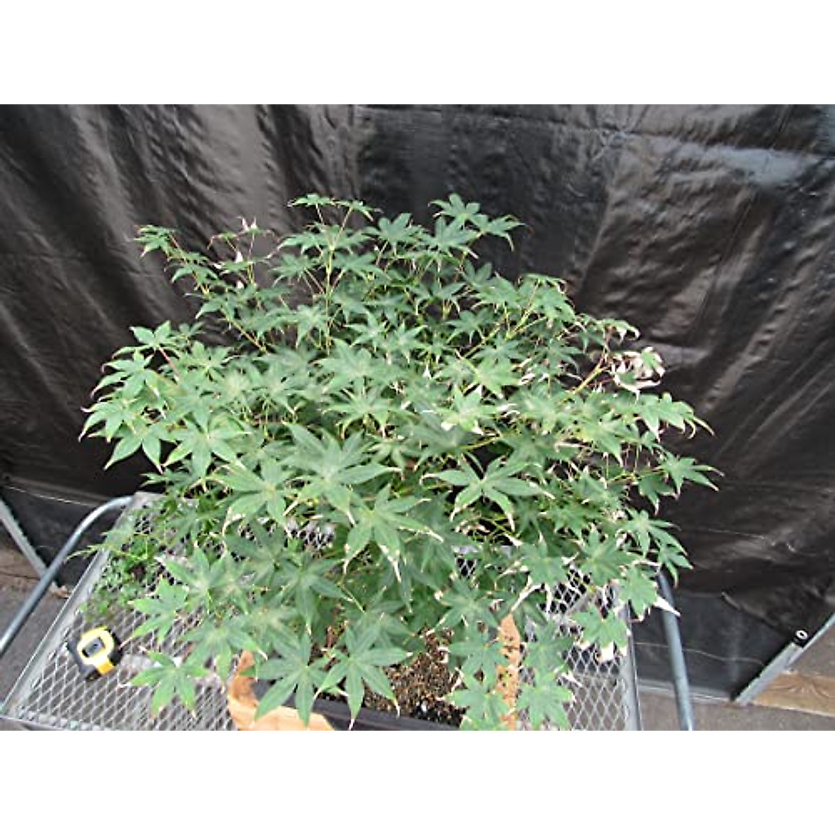 51 Year Old Golden Prosperity Japanese Maple Specimen Bonsai Tree