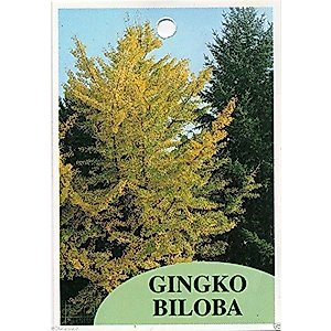 GINKGO BILOBA Plant Seeds"Maidenhiar tree" Can make an excellent bonsai(5 seeds)